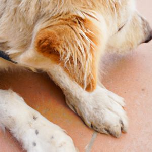 How to Treat Ringworm in Dogs: Symptoms, Remedies, and Prevention - The ...